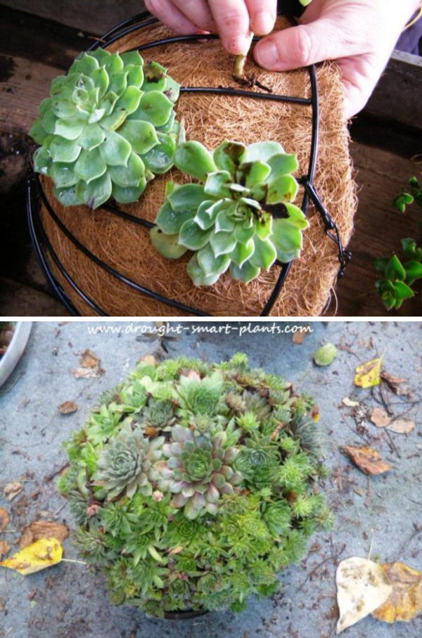 25 DIY Succulent Garden Ideas and Tutorials | Styletic